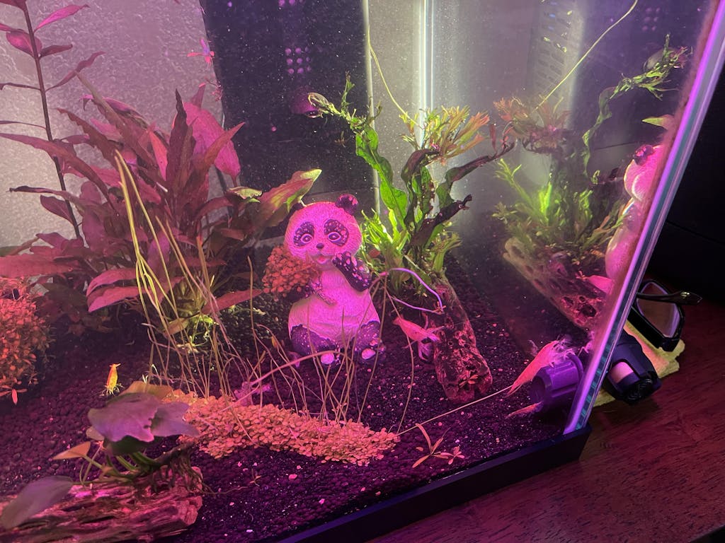 Bamboo Shrimp | Bamboo shrimp for sale - Flip Aquatics