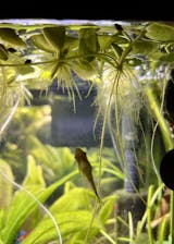 Otocinclus Catfish: The Ultimate Algae Eater - Flip Aquatics