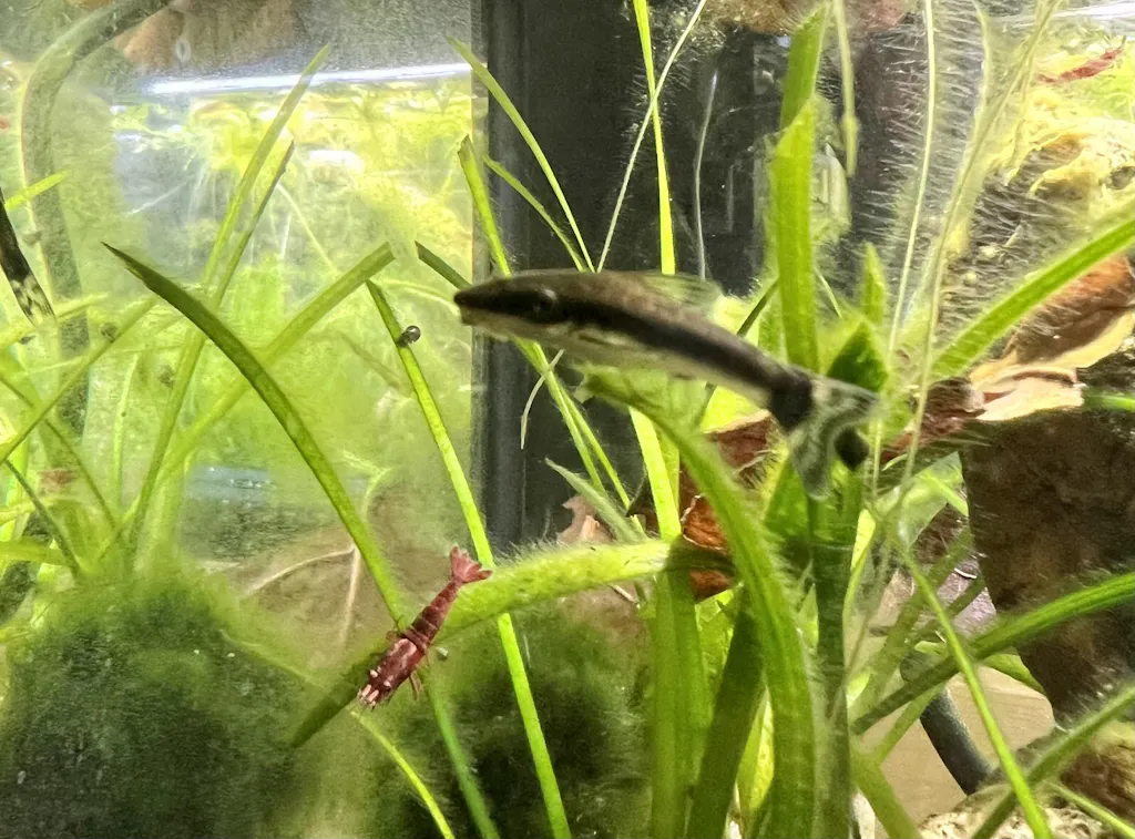 Otocinclus Catfish: The Ultimate Algae Eater - Flip Aquatics