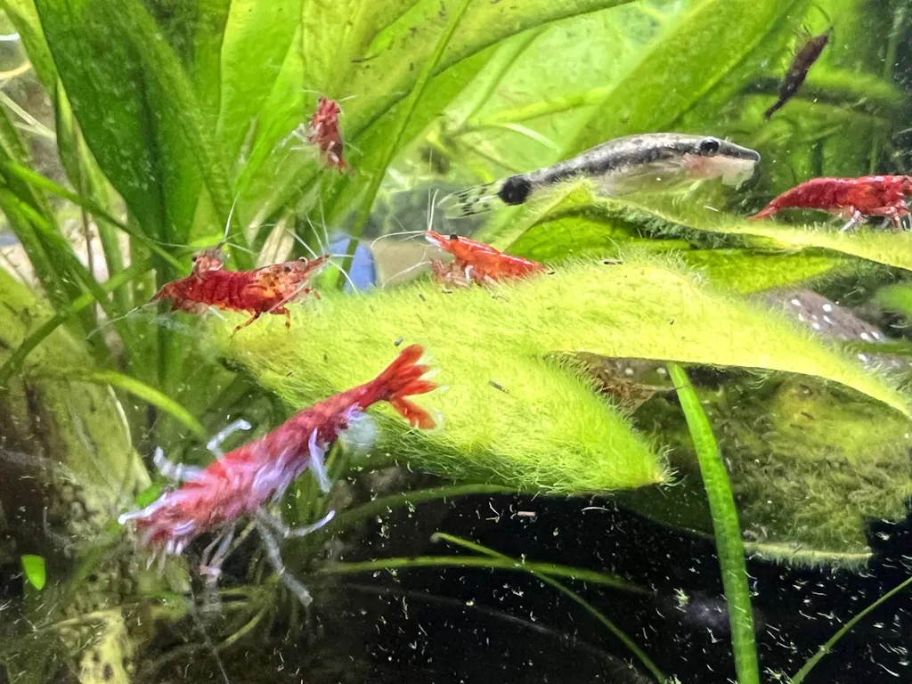 Otocinclus Catfish: The Ultimate Algae Eater - Flip Aquatics