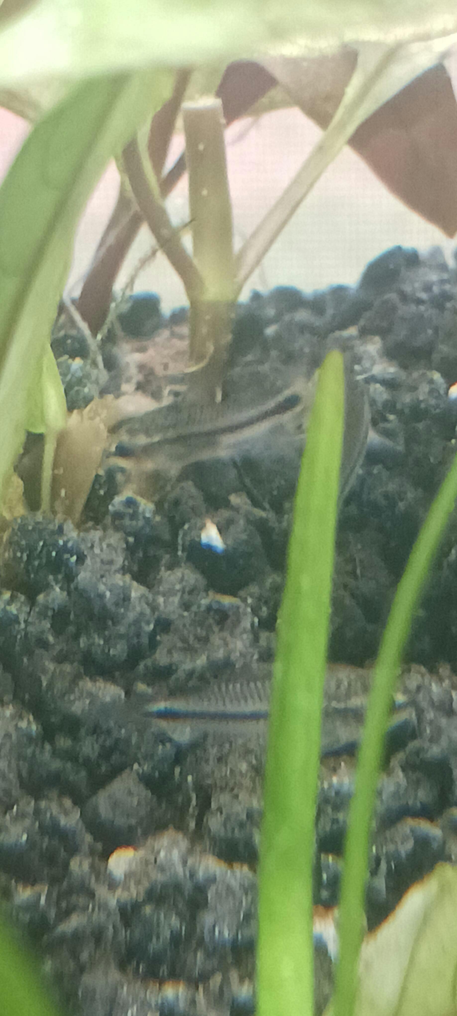 Pygmy Corydoras - Nano Catfish for Small Aquariums - Flip Aquatics