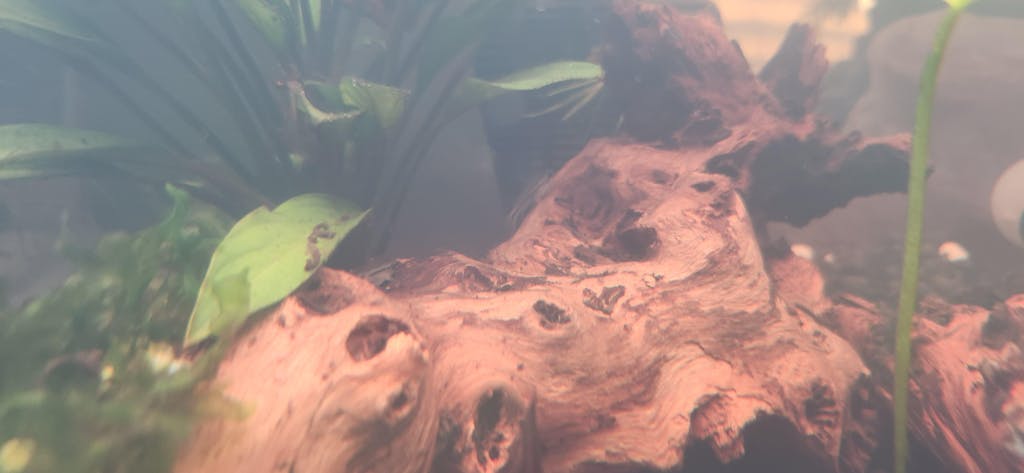 Pygmy Corydoras - Nano Catfish for Small Aquariums - Flip Aquatics