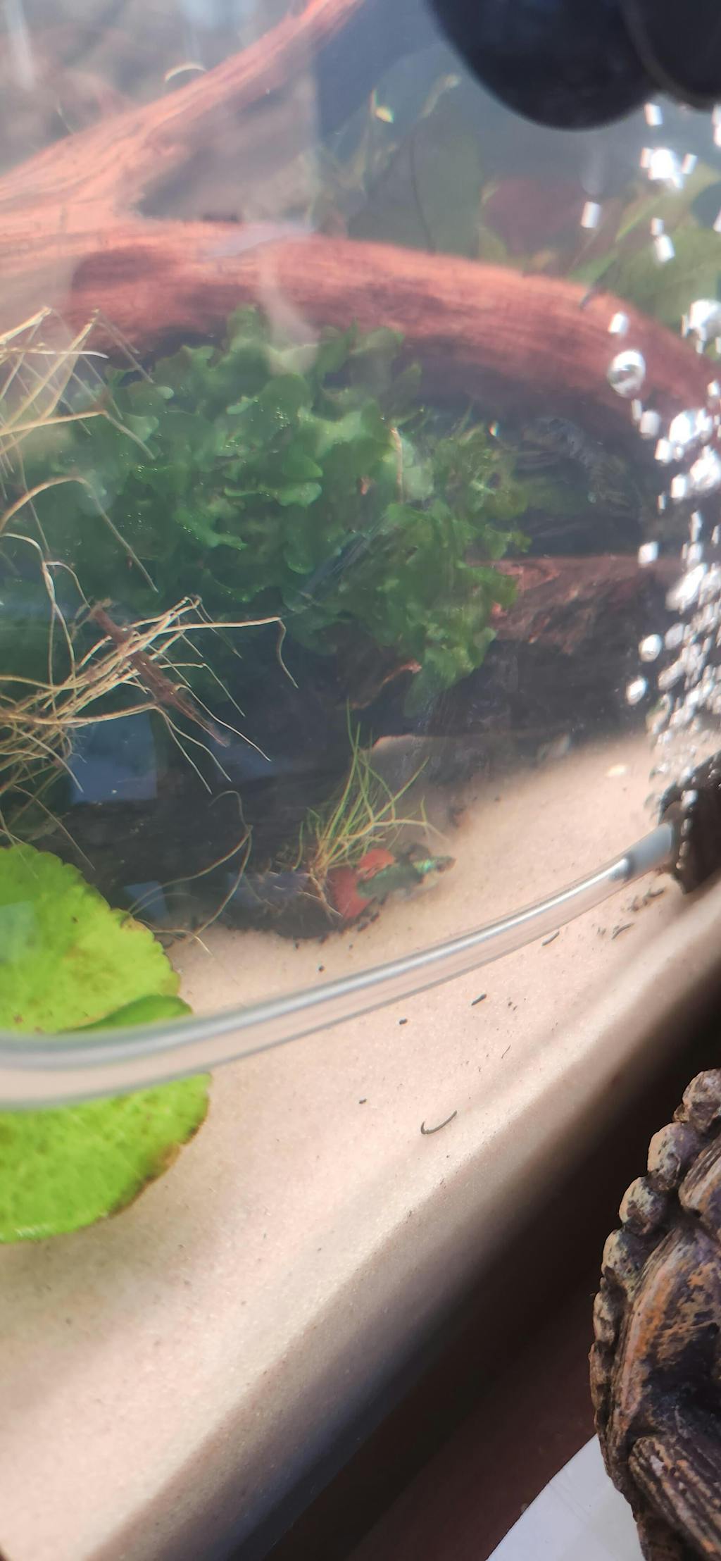 Dumbo Platinum Red Tail Guppy: Elegance in Your Aquarium