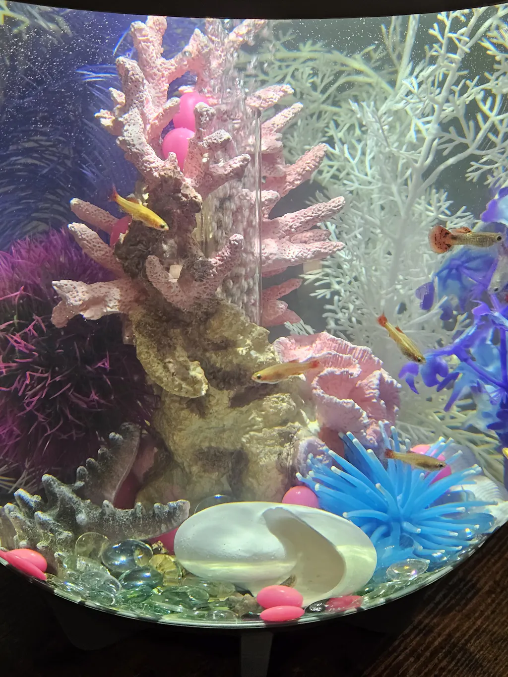 Gold White Cloud Minnow