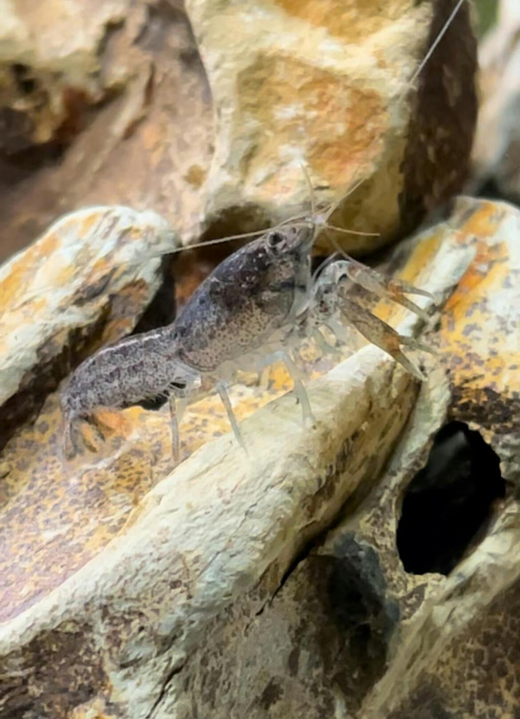 Blue Mini Mexican Crayfish: Colorful Aquarium Crustaceans - Flip Aquatics