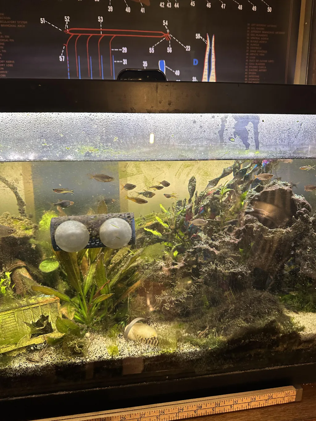 Neon Dwarf Rainbowfish | Melanotaenia praecoxis