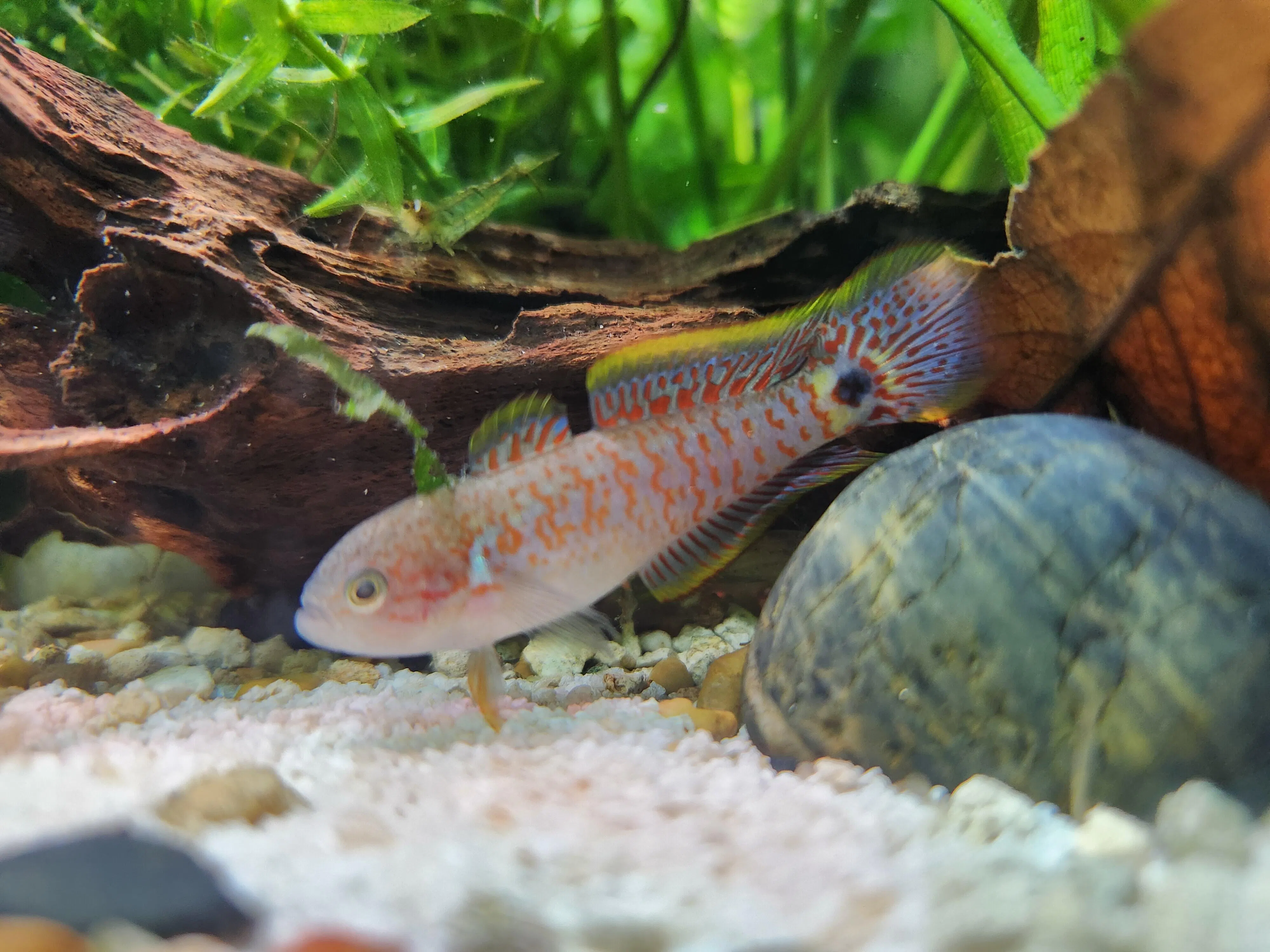 Peacock Goby (Gudgeon) - Flip Aquatics