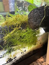 Java Moss for Sale | Shop Essential Java Moss Plant