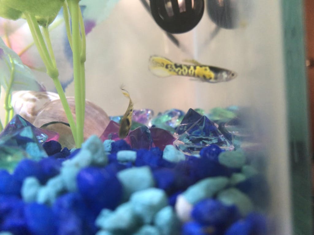 Captivating Yellow Tiger Endler: Vibrant Beauty for Your Aquarium ...