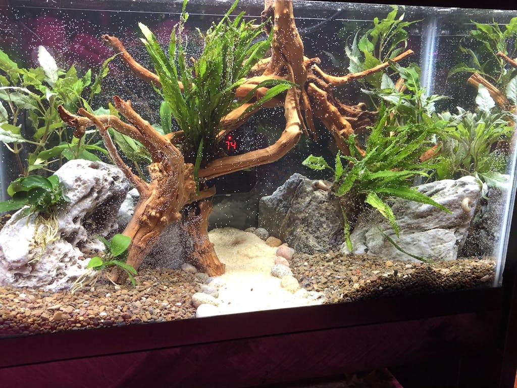 Hygrophila salicifolia "Blue Hygro"