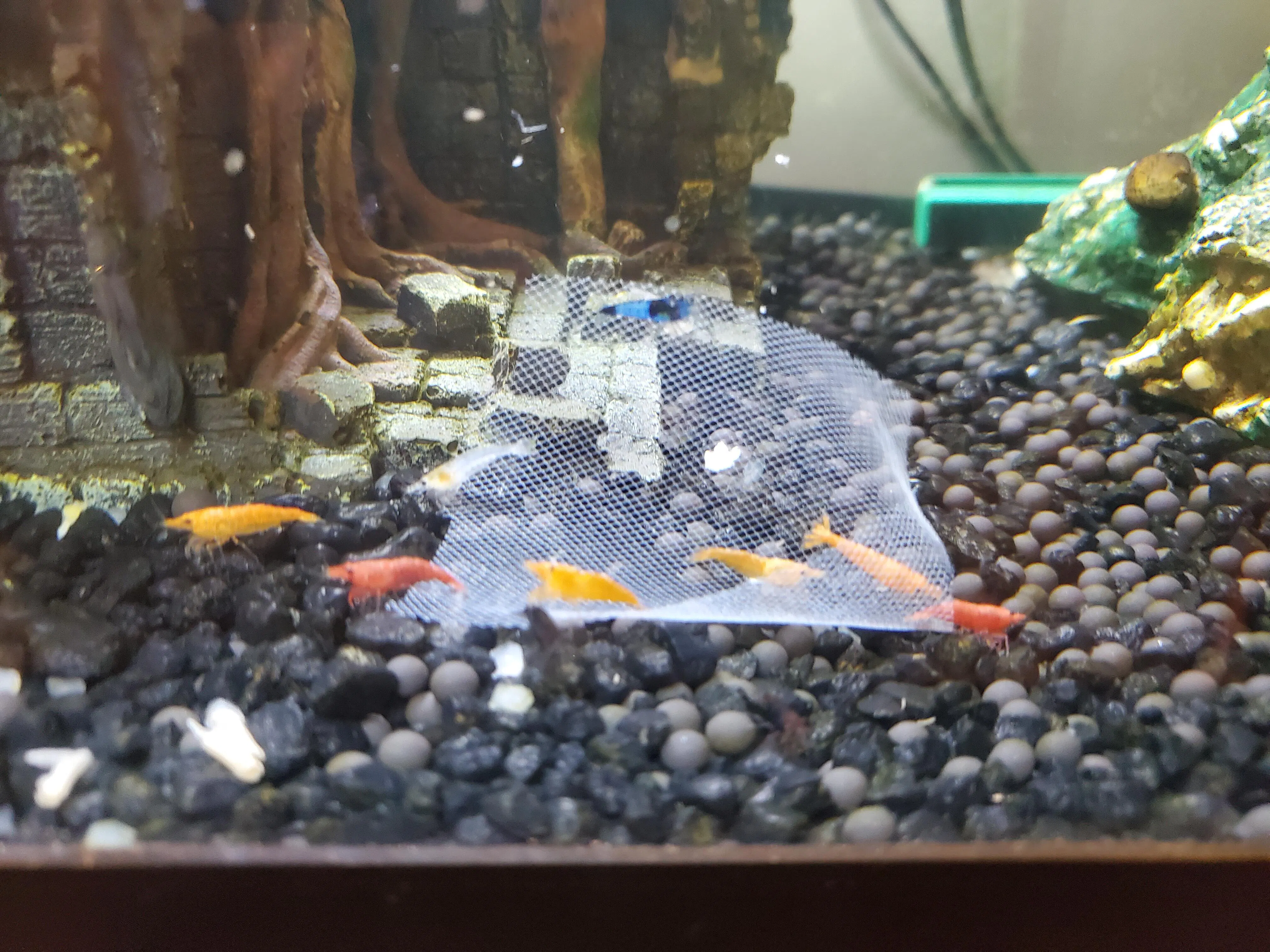 10 Pack | Assorted Neocaridina Shrimp | Skittle Shrimp for Sale - Flip ...