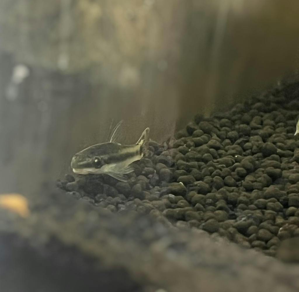 Otocinclus Catfish: The Ultimate Algae Eater - Flip Aquatics