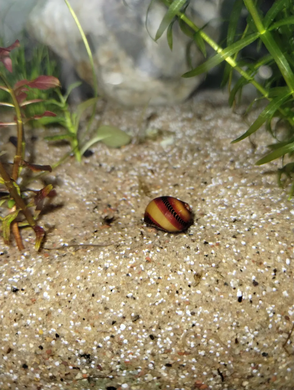 3 Red Racer Nerite Snails - Flip Aquatics