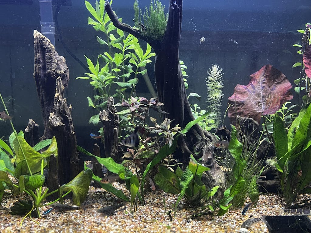 Algae Eating Doctor Fish - Garra Rufa for Aquariums - Flip Aquatics