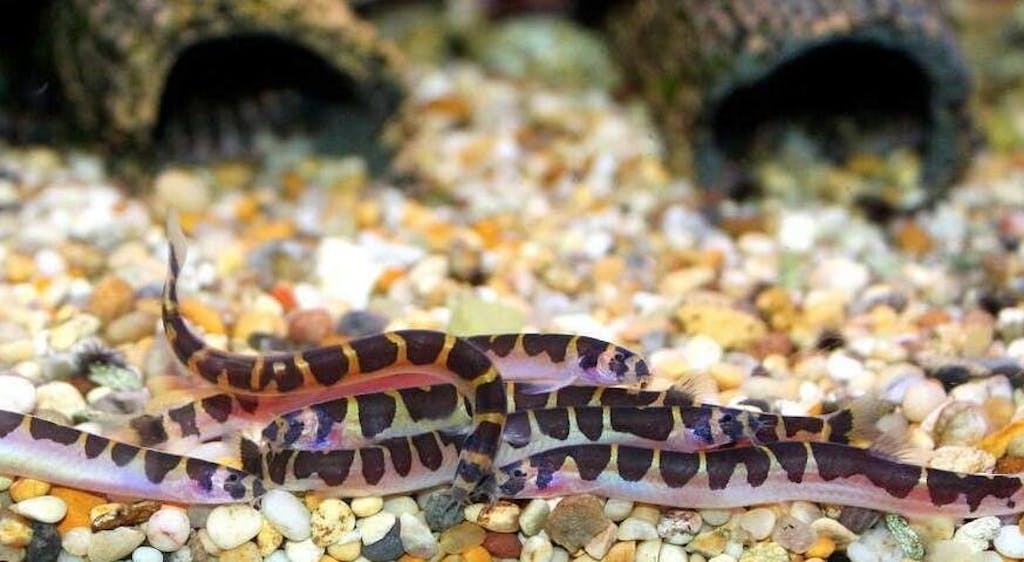 Kuhli Loach | Pangio Kuhlii - Flip Aquatics