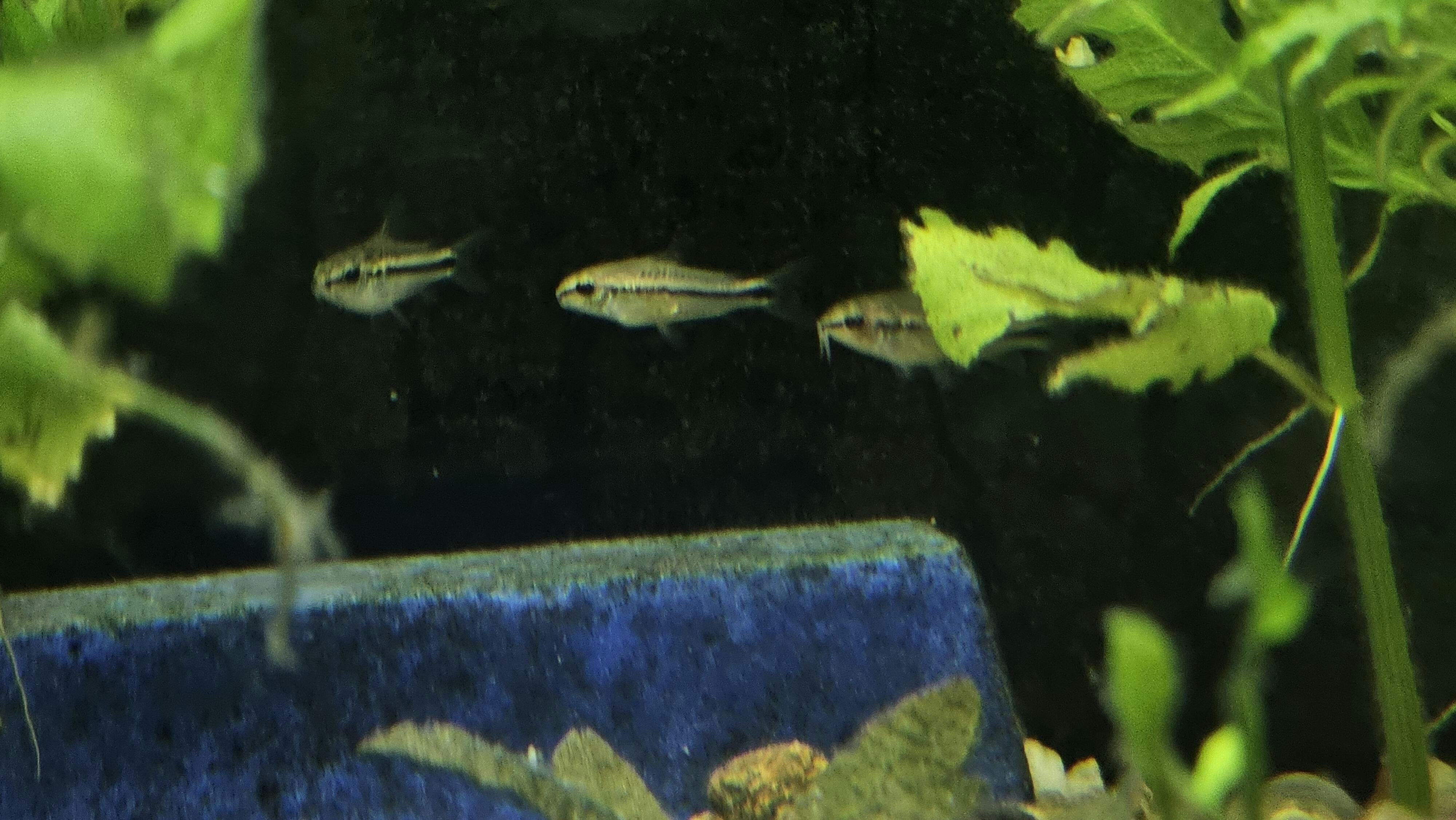 Pygmy Corydoras - Nano Catfish for Small Aquariums - Flip Aquatics