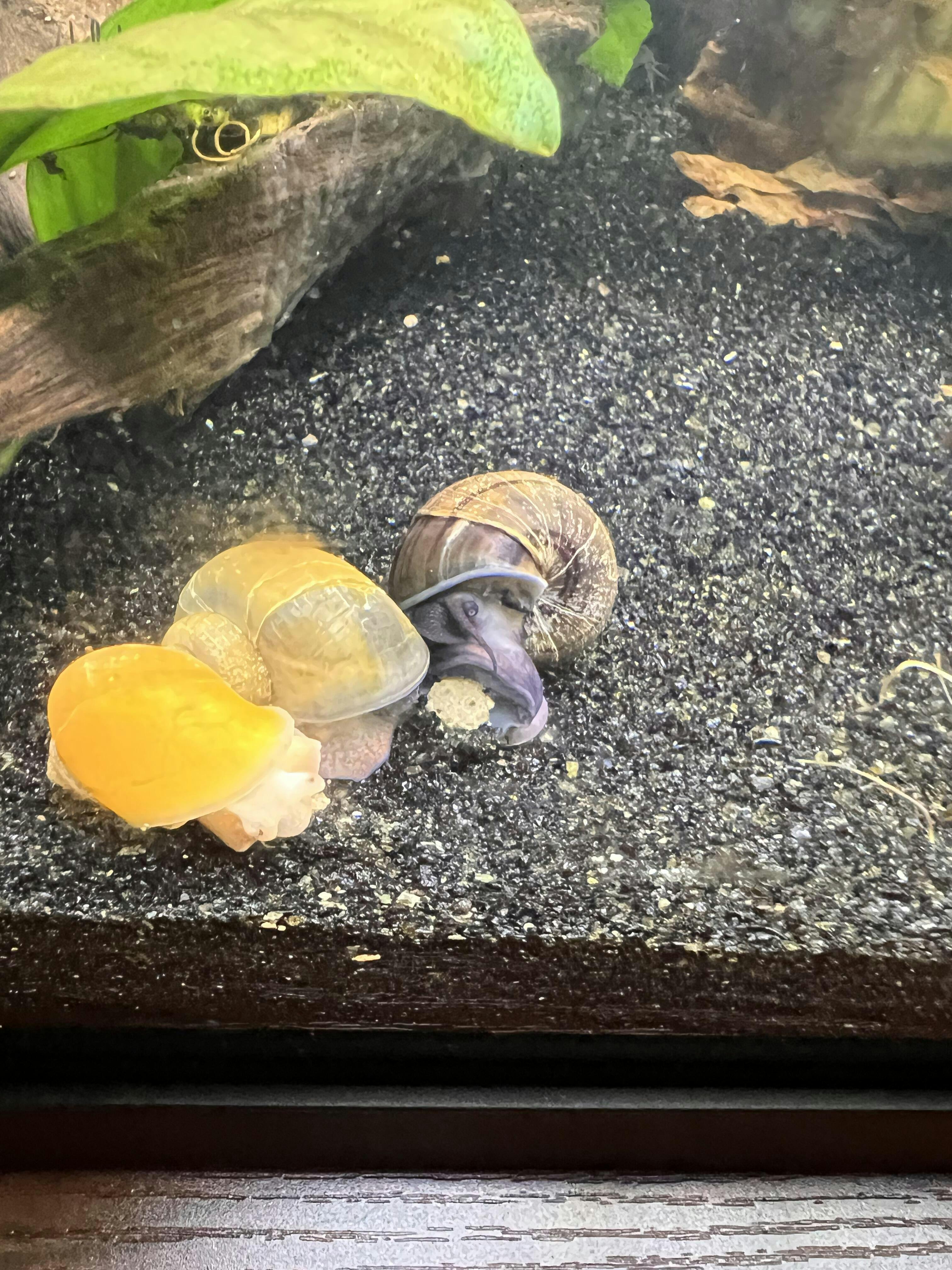Assorted Mystery Snails | Freshwater Snail - Flip Aquatics