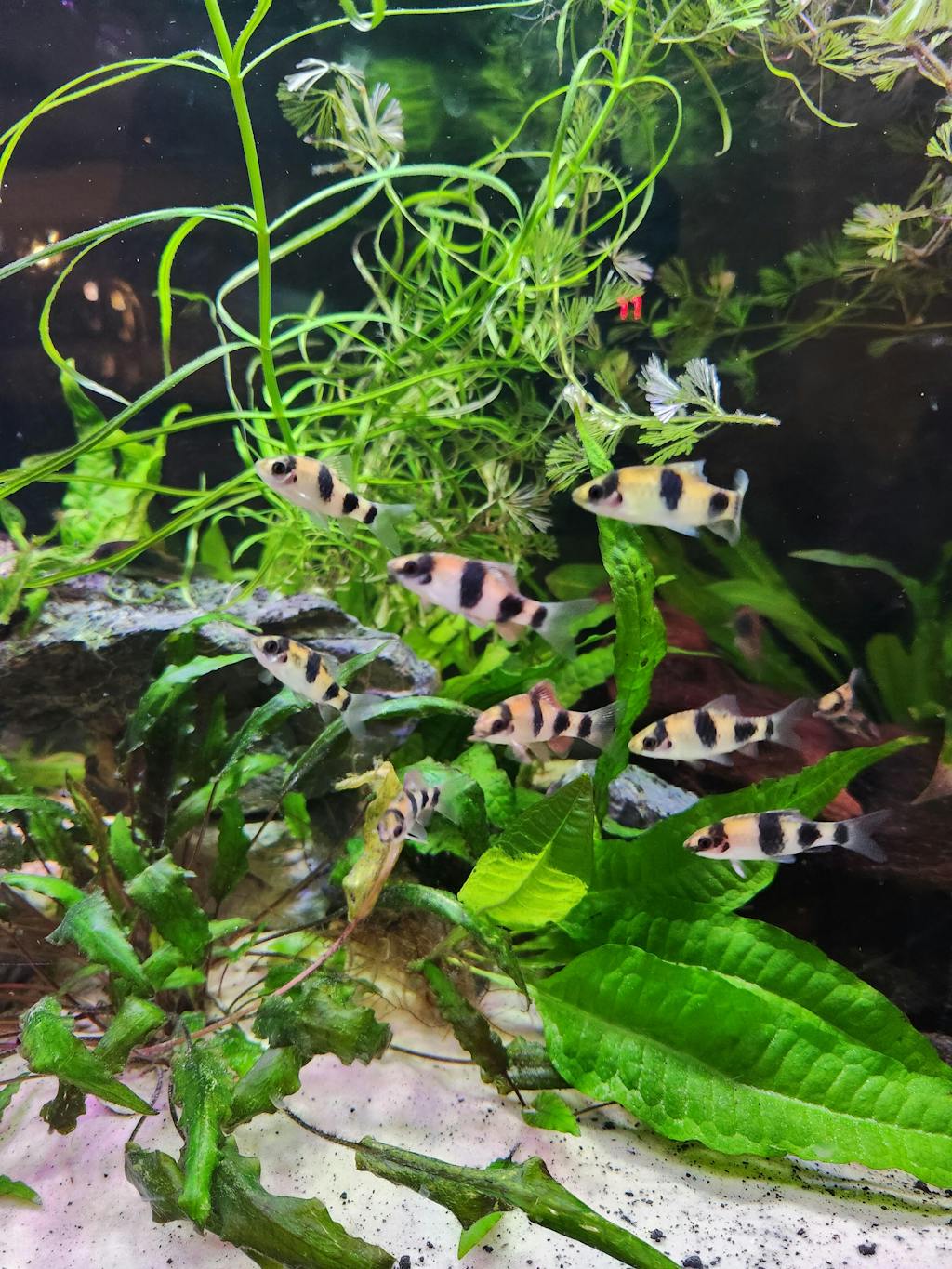 Melon Barb (Red Panda Barb) for Sale Online