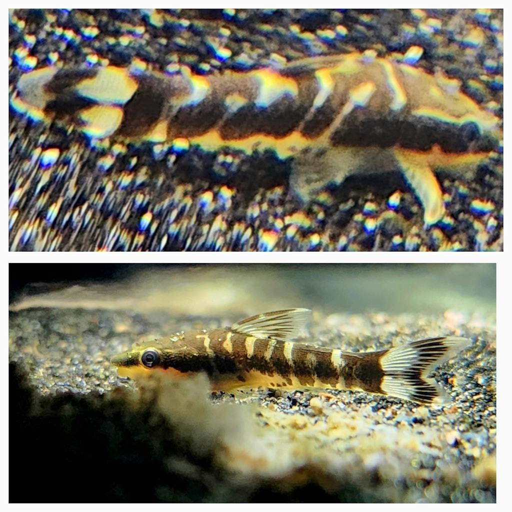 Zebra Otocinclus: Petite Algae-Eater for Vibrant Aquariums