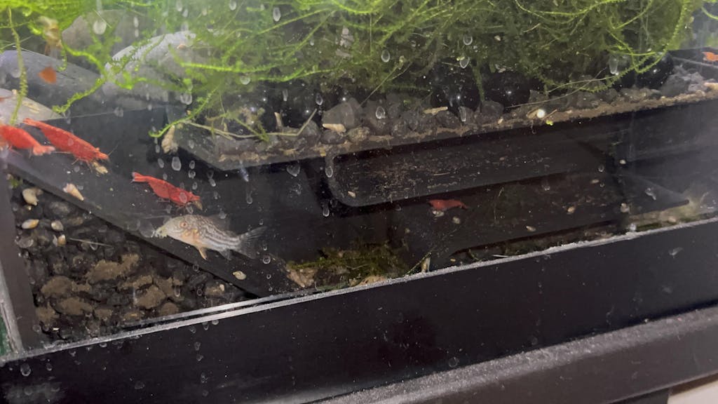 Assorted Nano Fish [Adoption] - Flip Aquatics