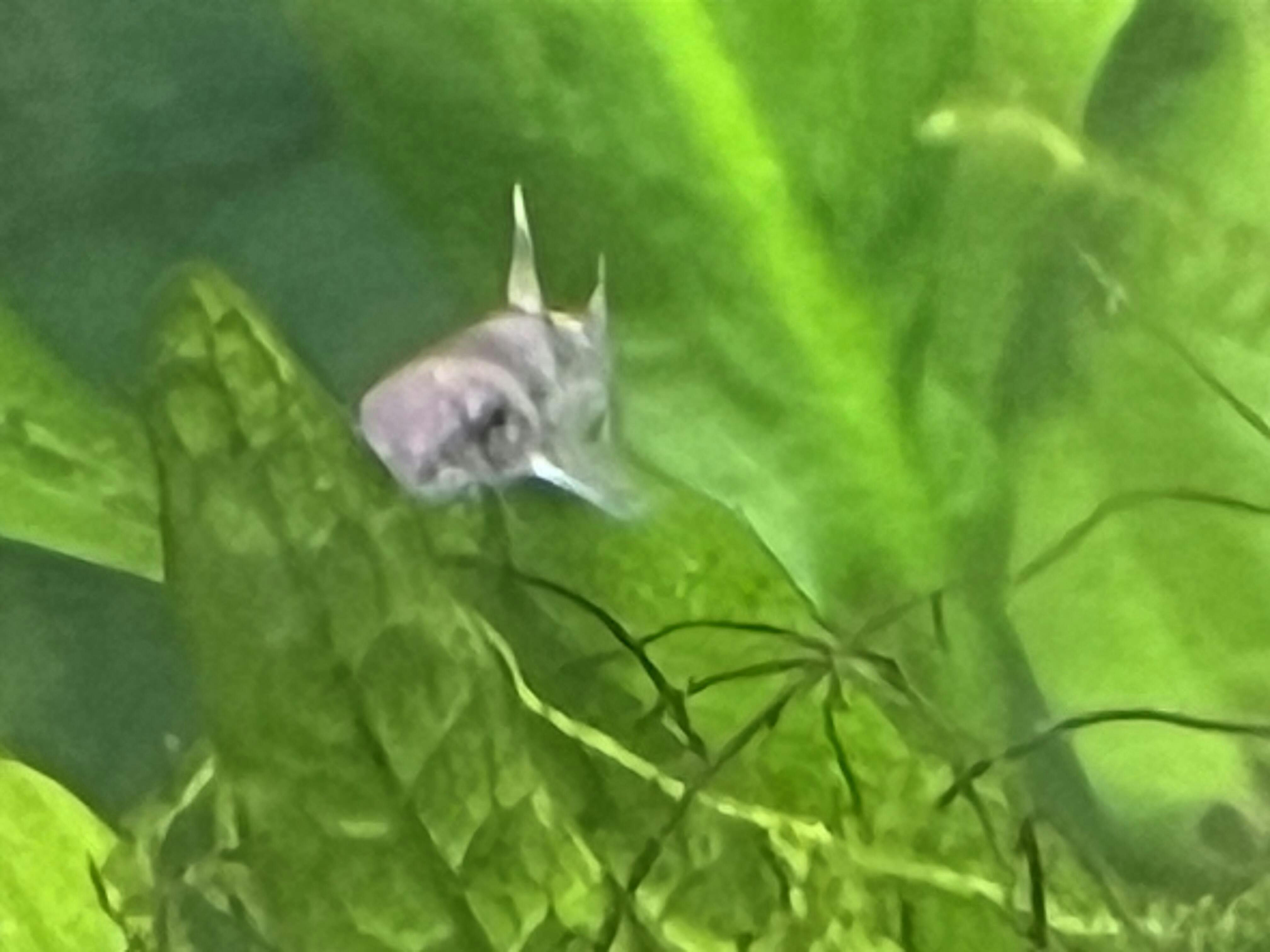 Assorted Nano Fish [Adoption] - Flip Aquatics