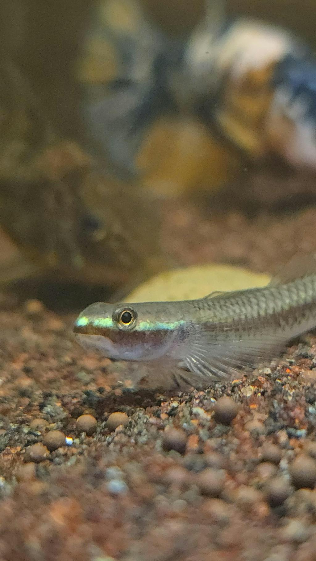 Cobalt Blue Goby for Sale Online | 100% Live Arrival Guarantee
