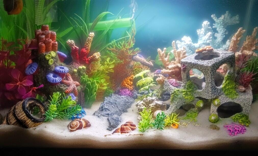 Dwarf Orange Mexican Crayfish, CPO | Dwarf Orange Crayfish for Sale ...