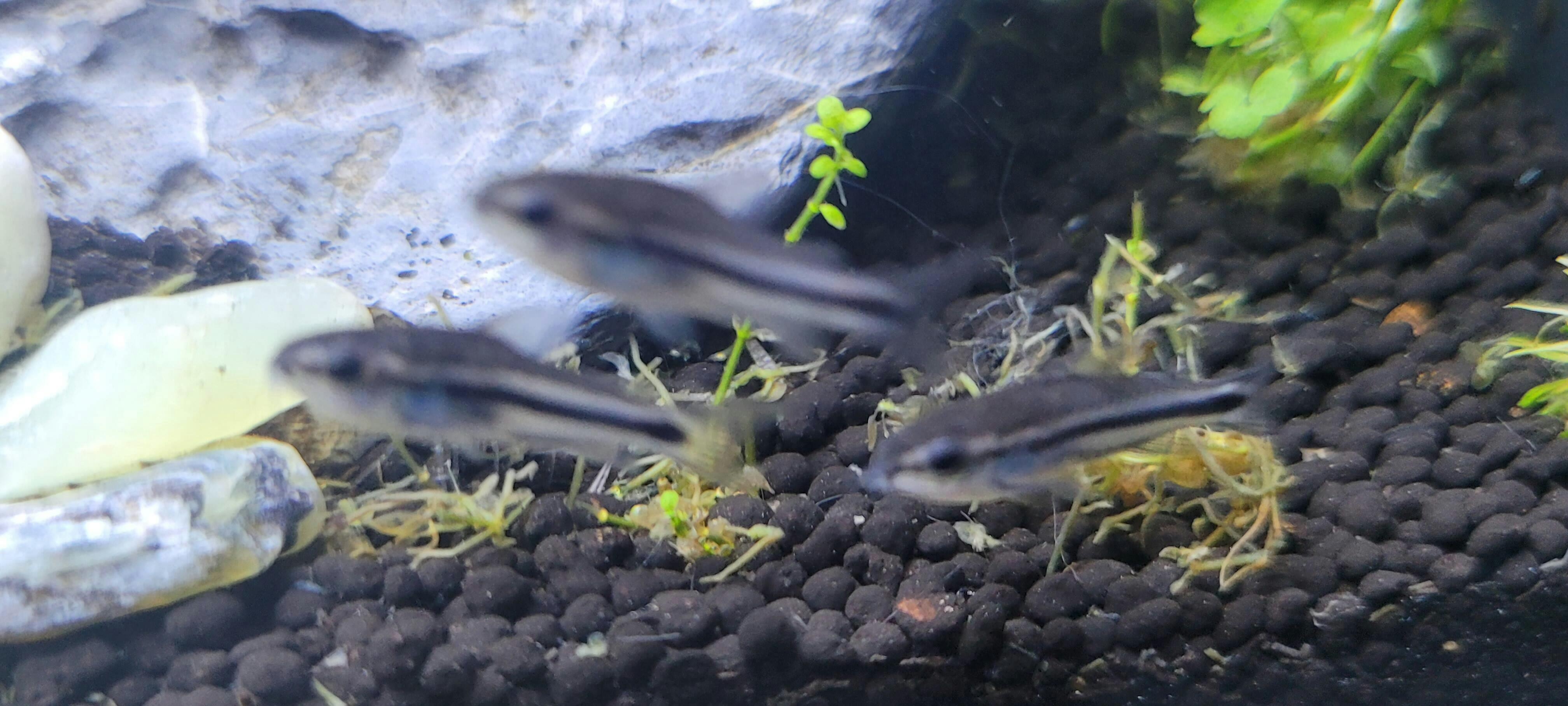 Shop Pygmy Corys | Pygmy Corydora Catfish for Small Aquariums - Flip ...