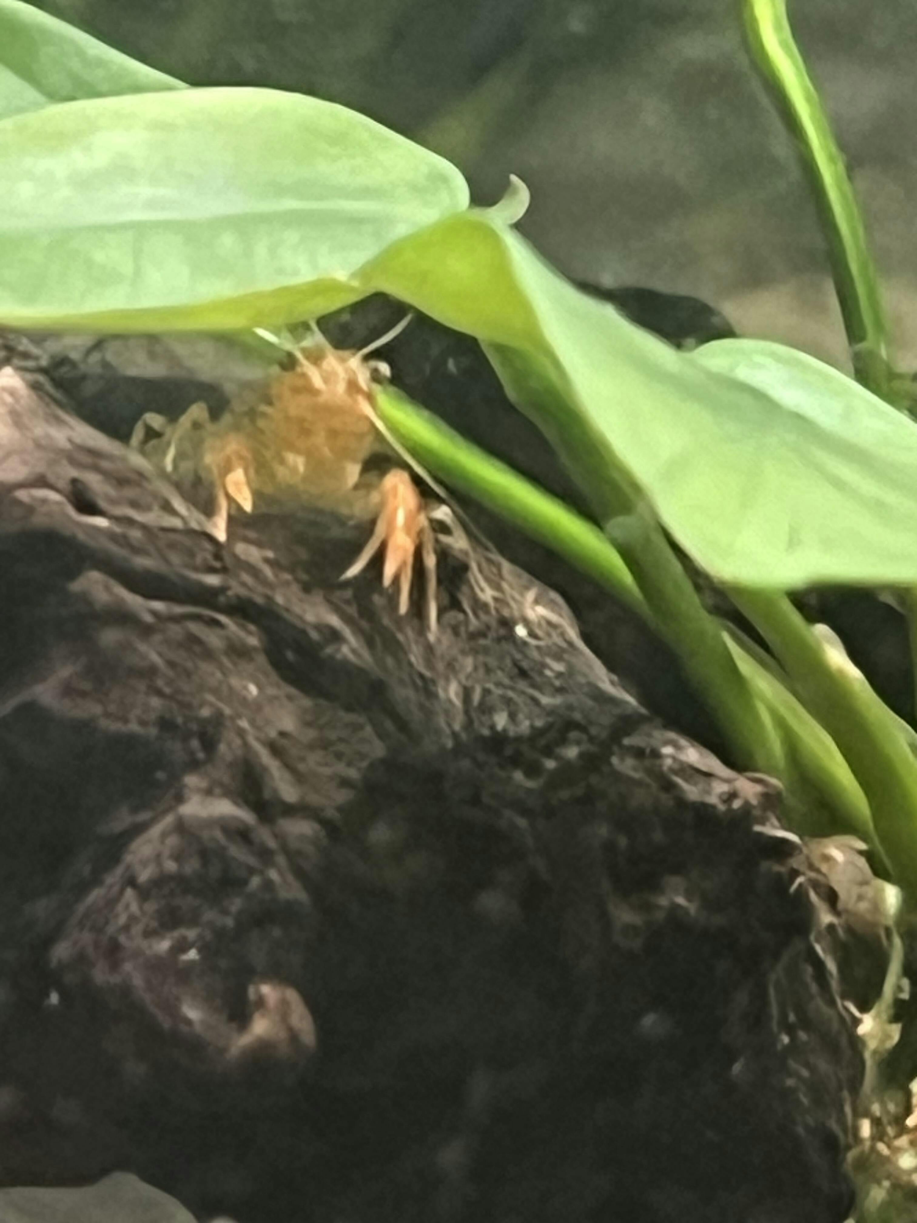 Dwarf Orange Mexican Crayfish, CPO | Dwarf Orange Crayfish for Sale ...