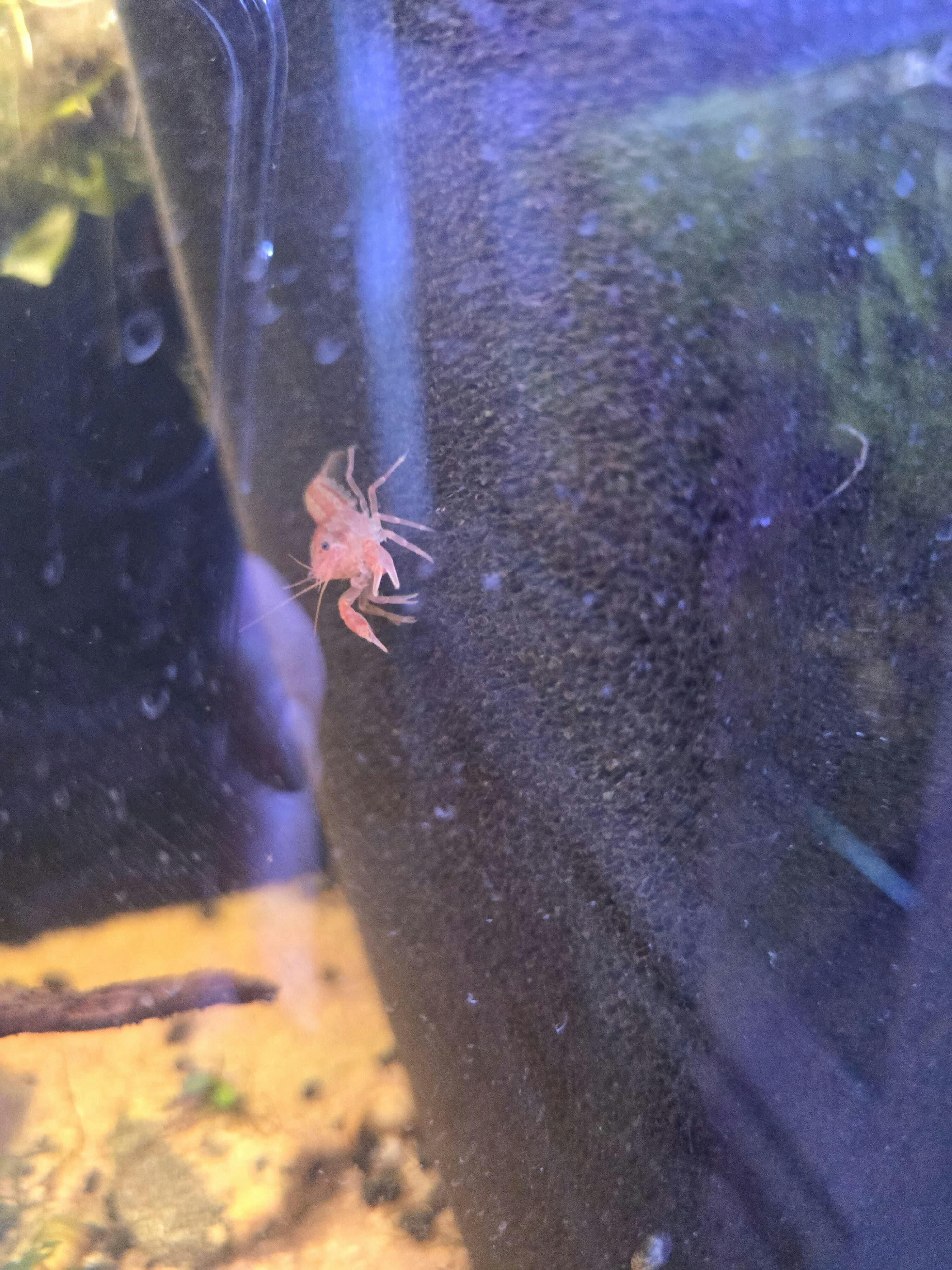 Dwarf Orange Mexican Crayfish, CPO | Dwarf Orange Crayfish for Sale ...