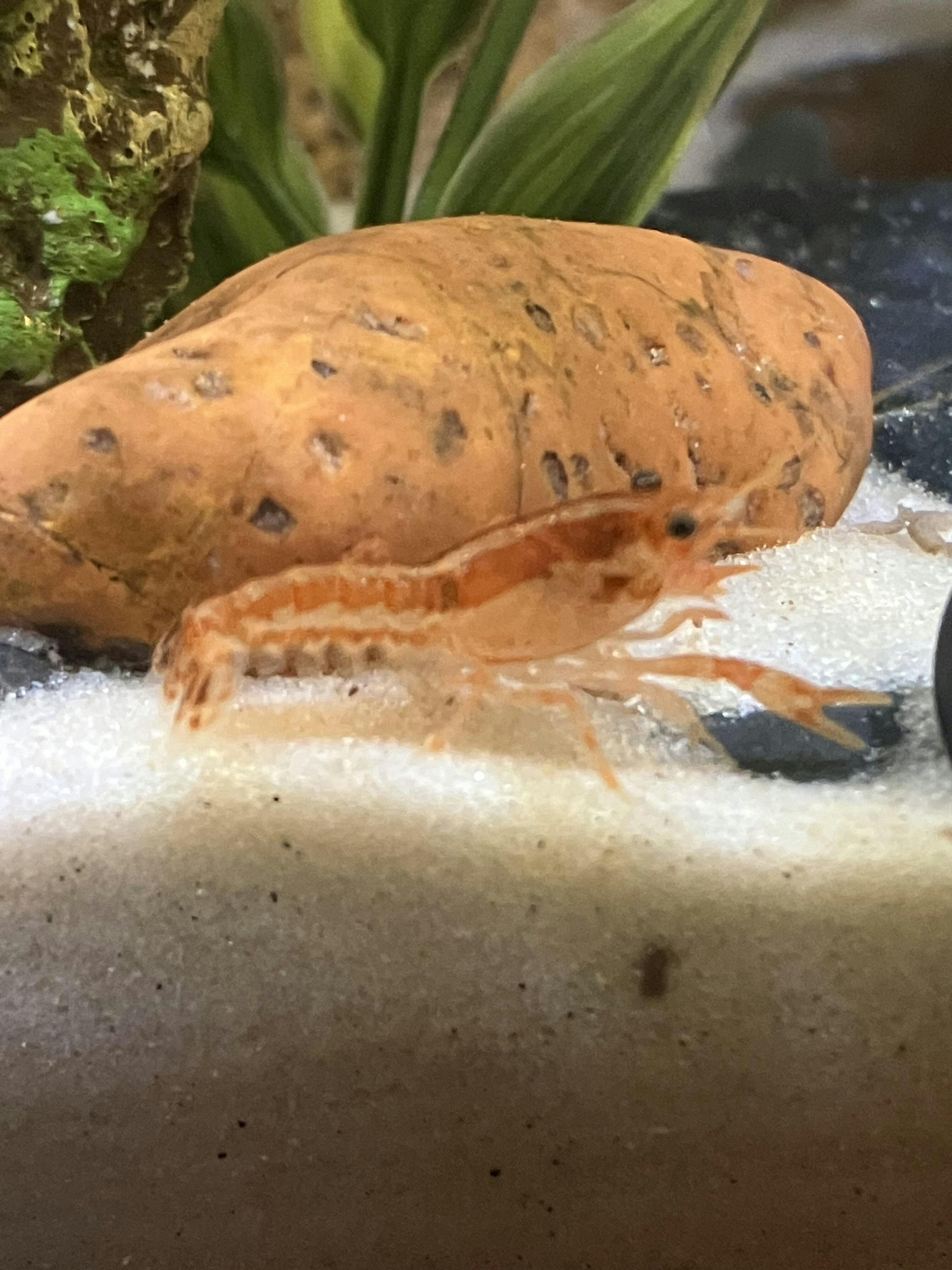 Dwarf Orange Mexican Crayfish, CPO | Dwarf Orange Crayfish for Sale ...