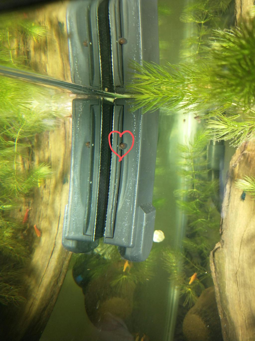 Blueberry Snails (Viviparus sp.) – Vibrant Livebearers for Freshwater ...