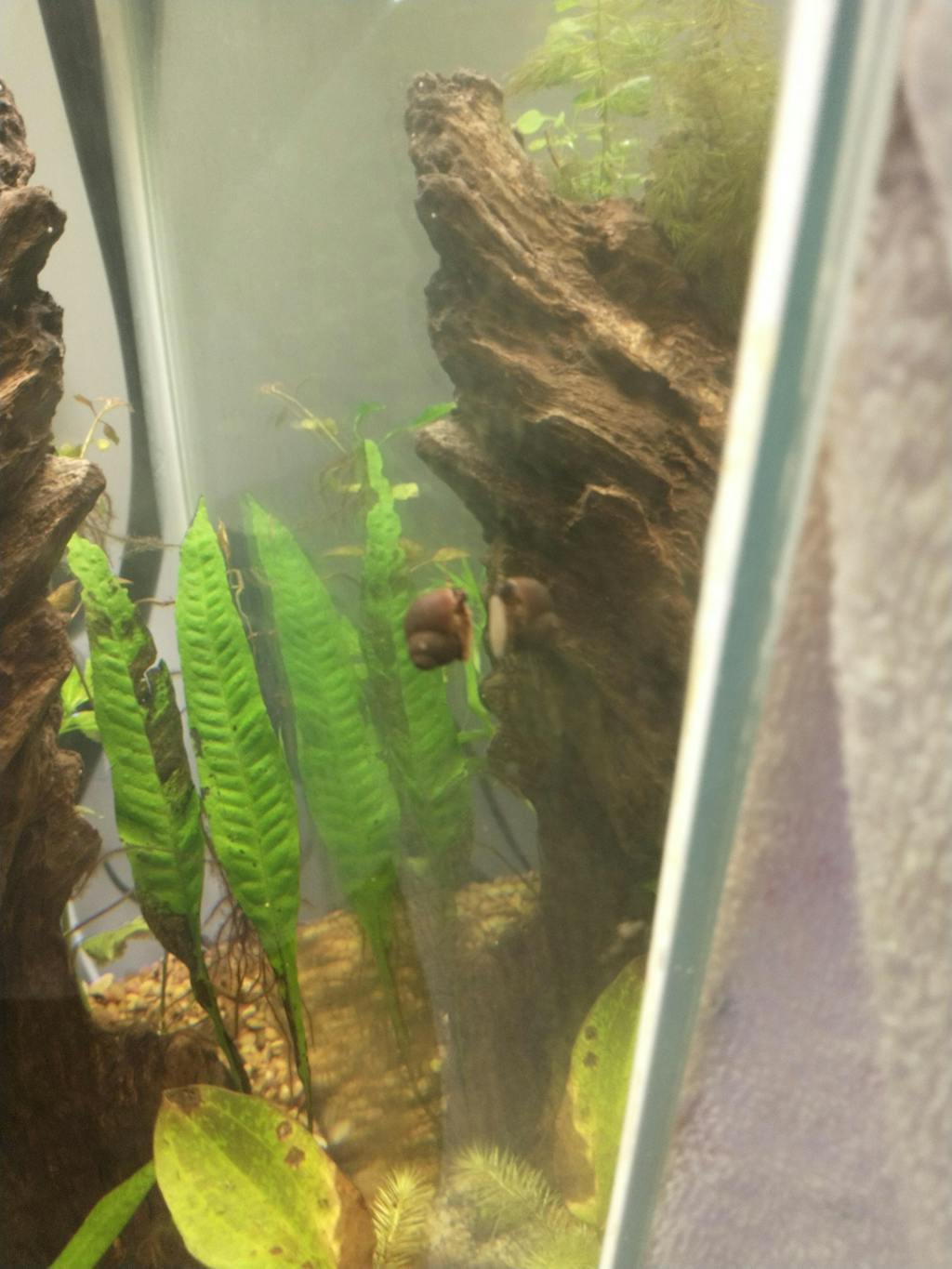 Blueberry Snails (Viviparus sp.) – Vibrant Livebearers for Freshwater ...