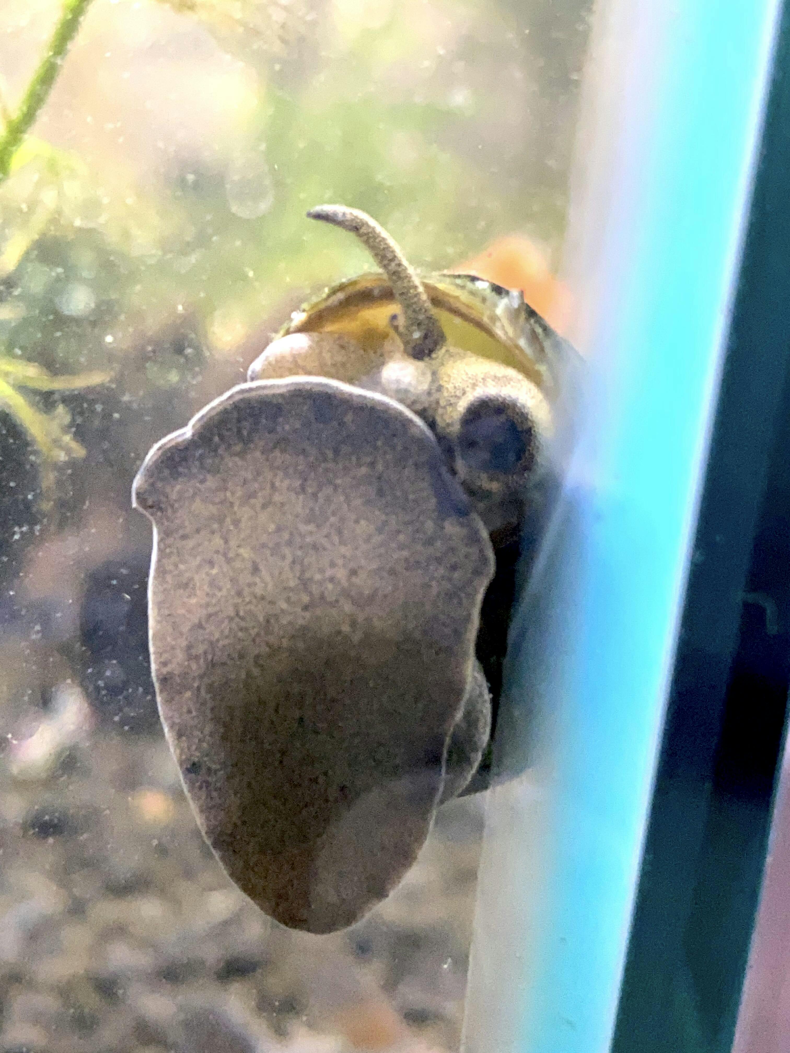 Blueberry Snails (Viviparus sp.) – Vibrant Livebearers for Freshwater ...