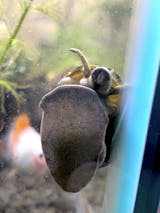 Blueberry Snails (Viviparus sp.) – Vibrant Livebearers for Freshwater ...