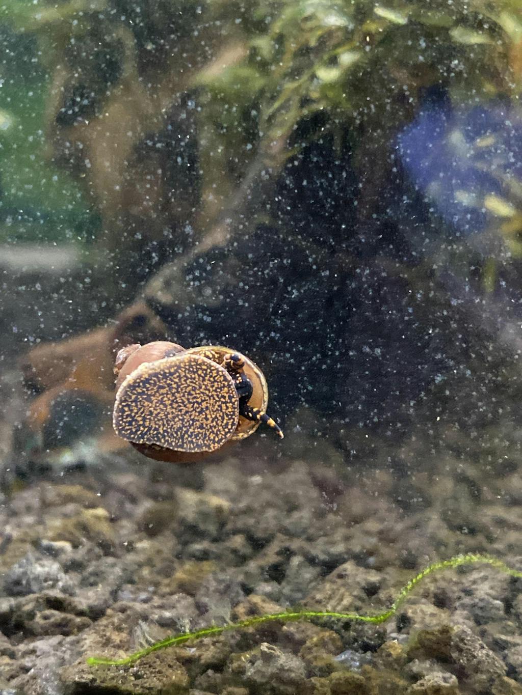 Blueberry Snails (Viviparus sp.) – Vibrant Livebearers for Freshwater ...