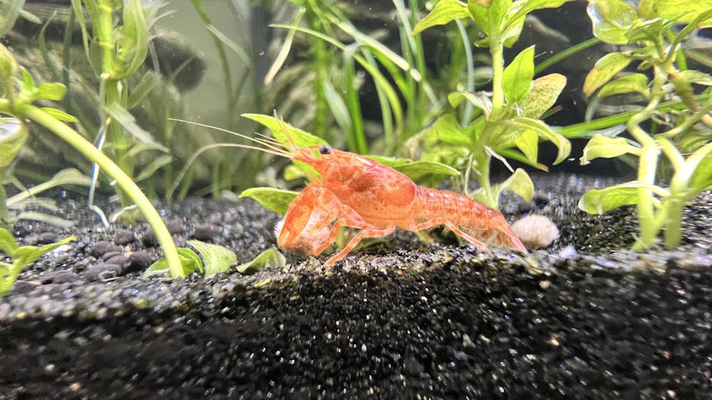 Dwarf Orange Mexican Crayfish, CPO | Dwarf Orange Crayfish for Sale ...