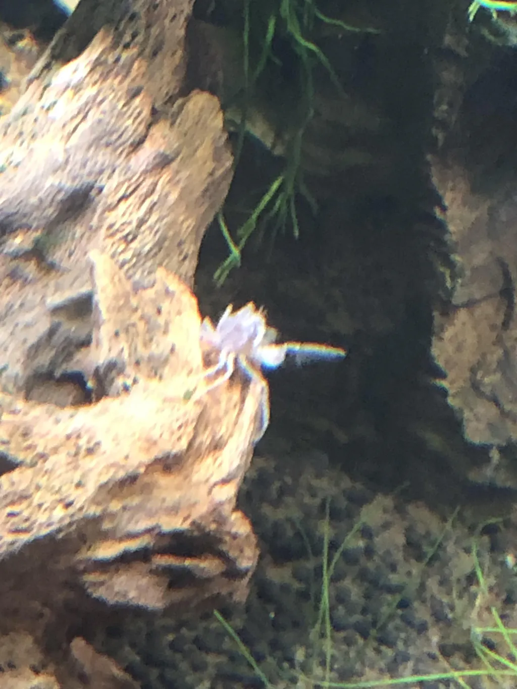 Thai Micro Crabs | Micro Thai Crabs for sale online