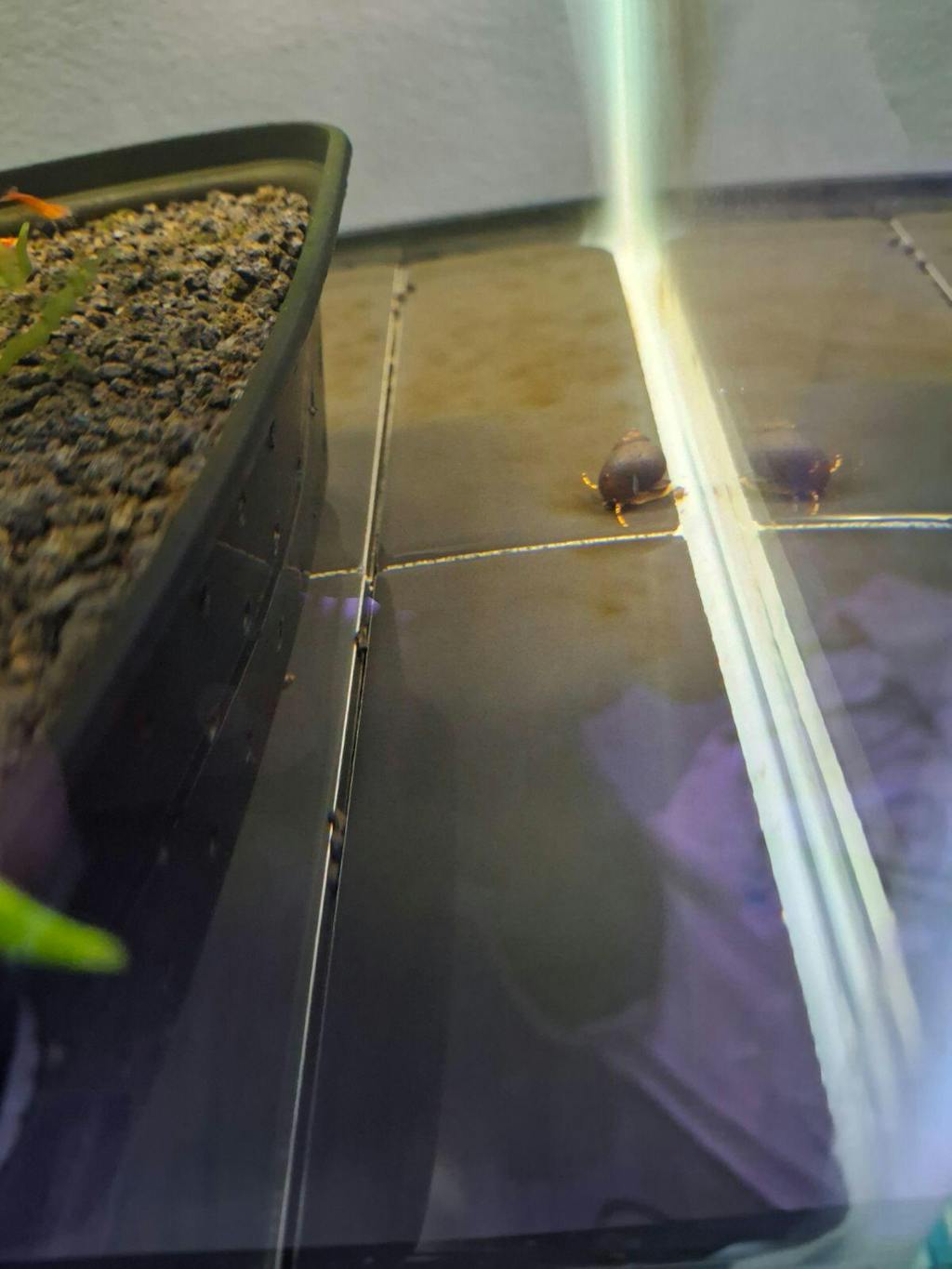 Blueberry Snails (Viviparus sp.) – Vibrant Livebearers for Freshwater ...