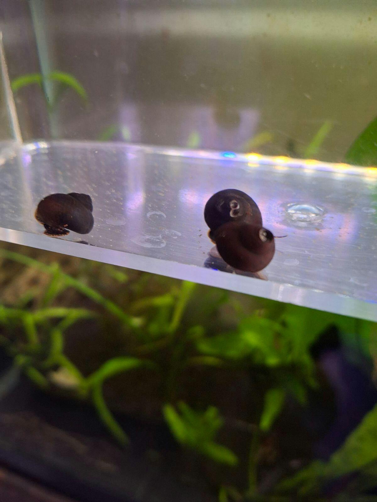 Blueberry Snails (Viviparus sp.) – Vibrant Livebearers for Freshwater ...