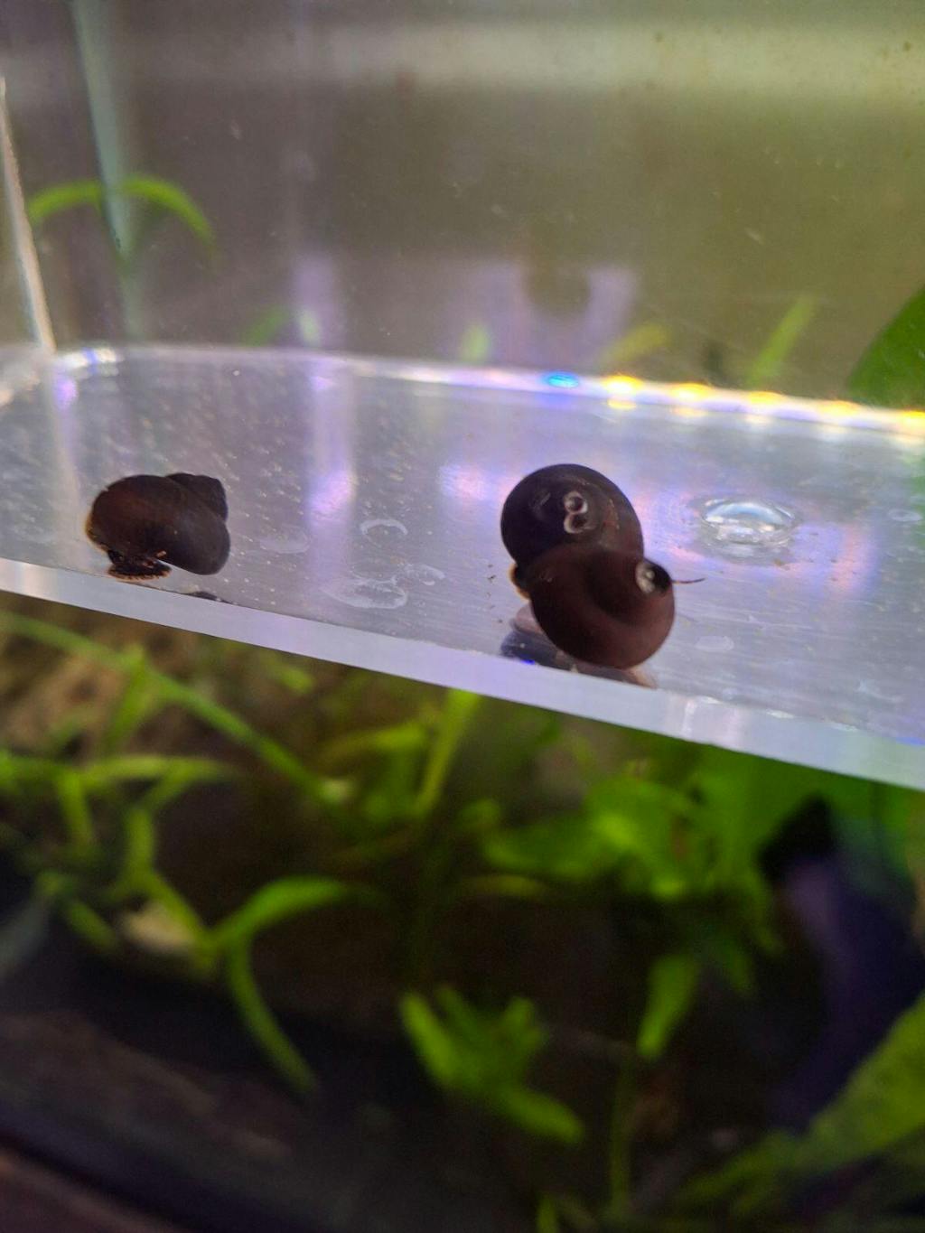 Blueberry Snails (Viviparus sp.) – Vibrant Livebearers for Freshwater ...