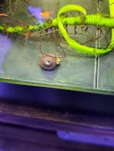 Blueberry Snails (Viviparus sp.) – Vibrant Livebearers for Freshwater ...