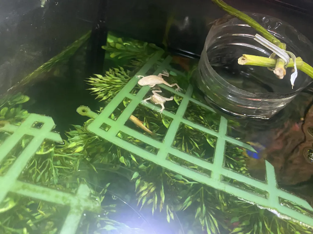 Platinum African Dwarf Frogs: Peaceful Aquatic Pets for Community Tanks ...