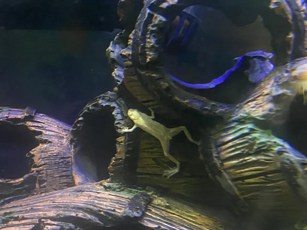 Platinum African Dwarf Frogs: Peaceful Aquatic Pets for Community Tanks ...