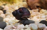 Blueberry Snails (Viviparus sp.) – Vibrant Livebearers for Freshwater ...