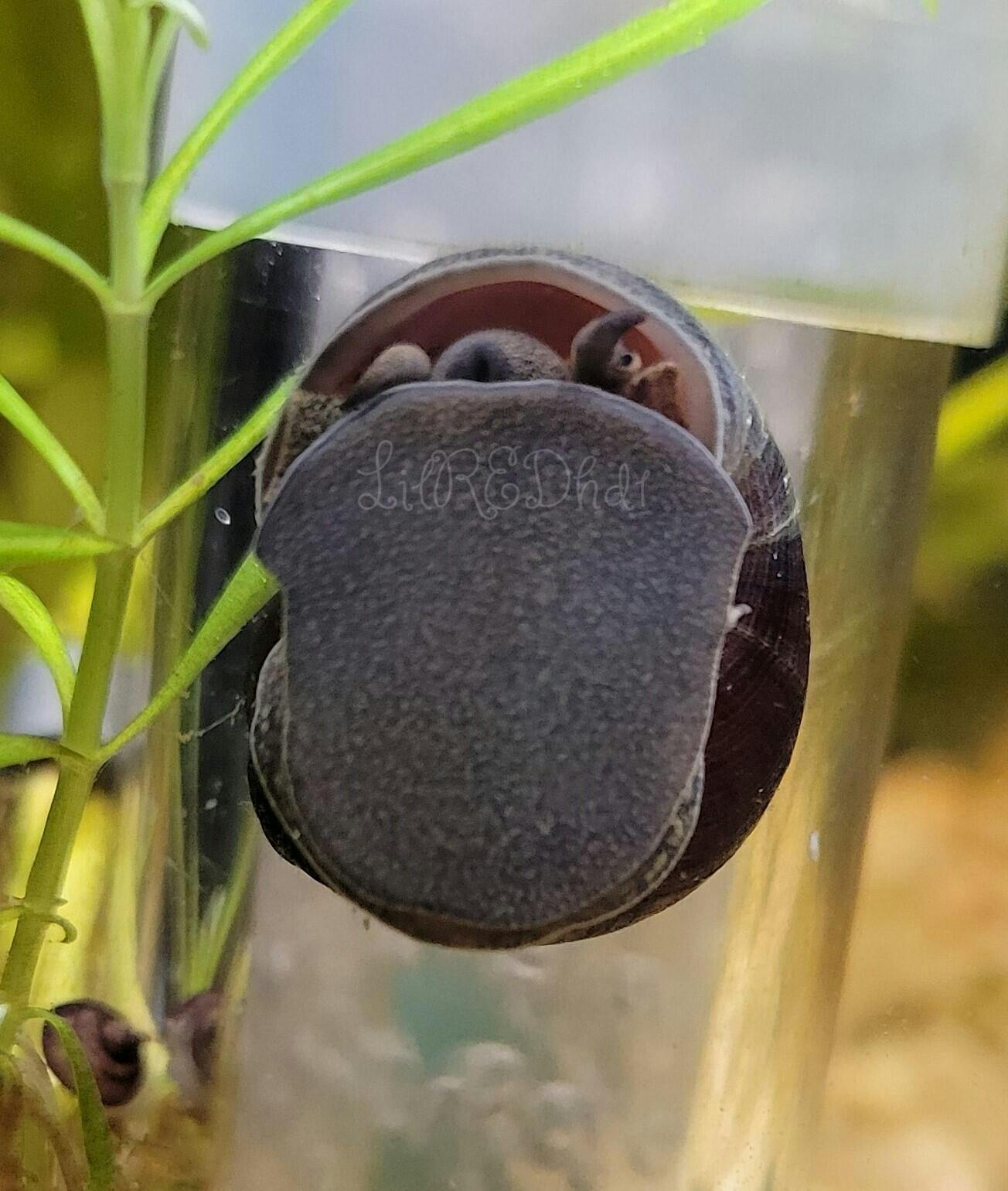 Blueberry Snails (Viviparus sp.) – Vibrant Livebearers for Freshwater ...