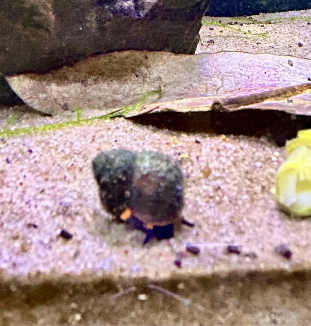 Blueberry Snails (Viviparus sp.) – Vibrant Livebearers for Freshwater ...