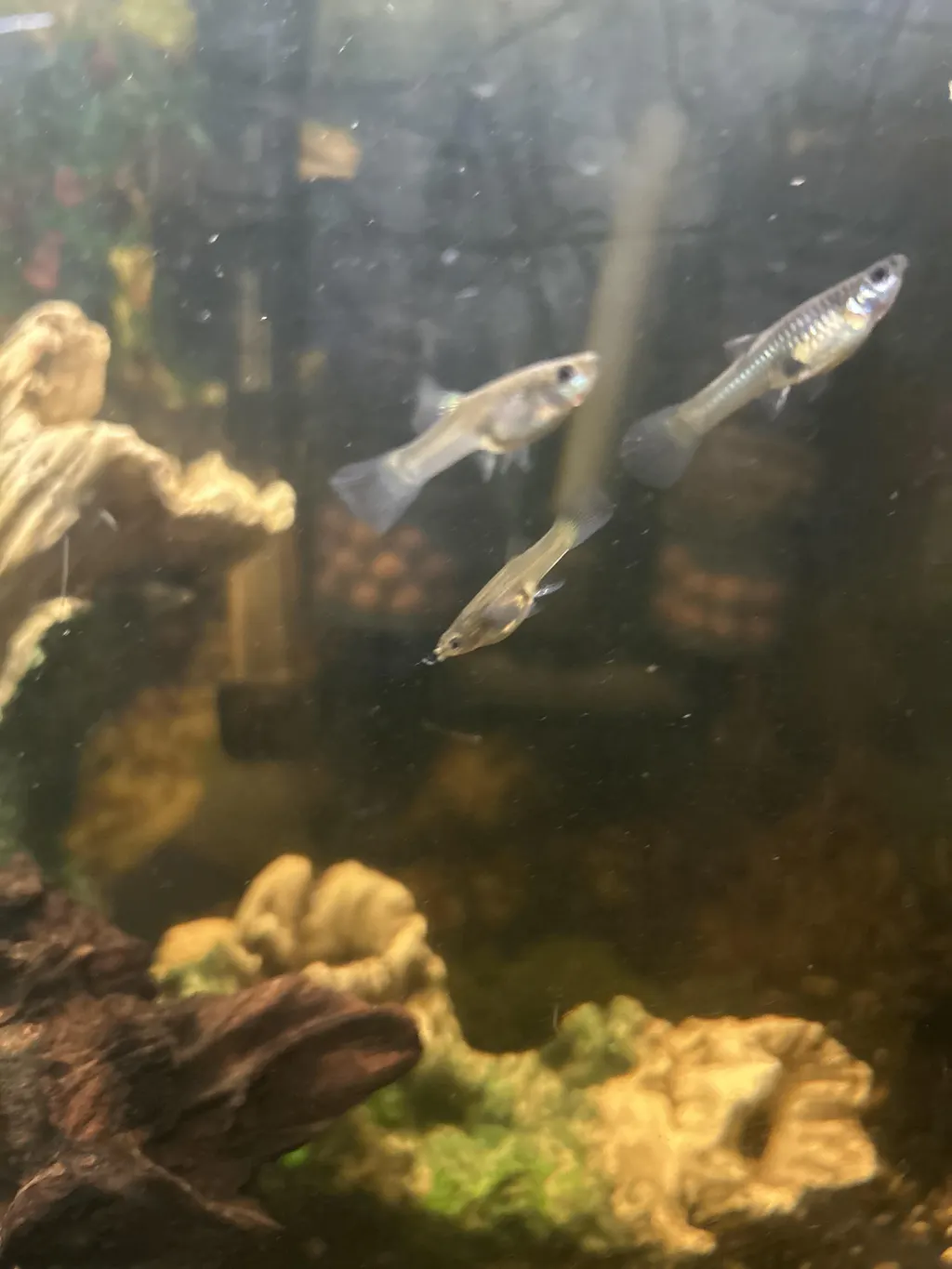 Vibrant Assorted Endlers: Colorful Freshwater Fish for Your Aquarium ...