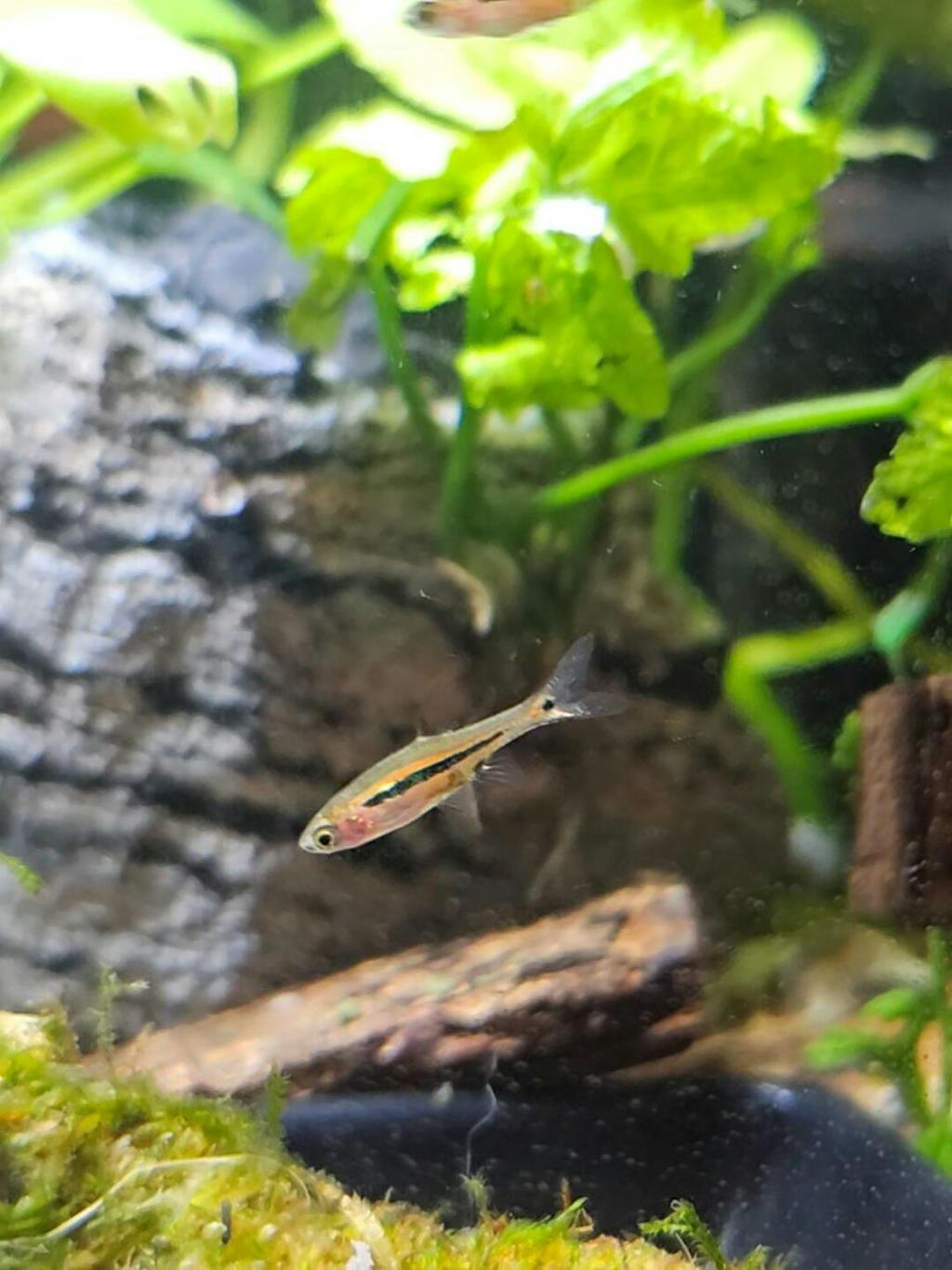Vibrant Exclamation Point Rasbora: Captivating Colors for Your Tank