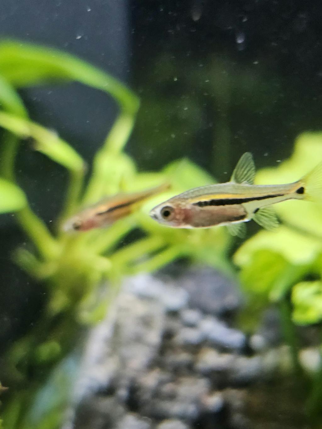 Vibrant Exclamation Point Rasbora: Captivating Colors for Your Tank